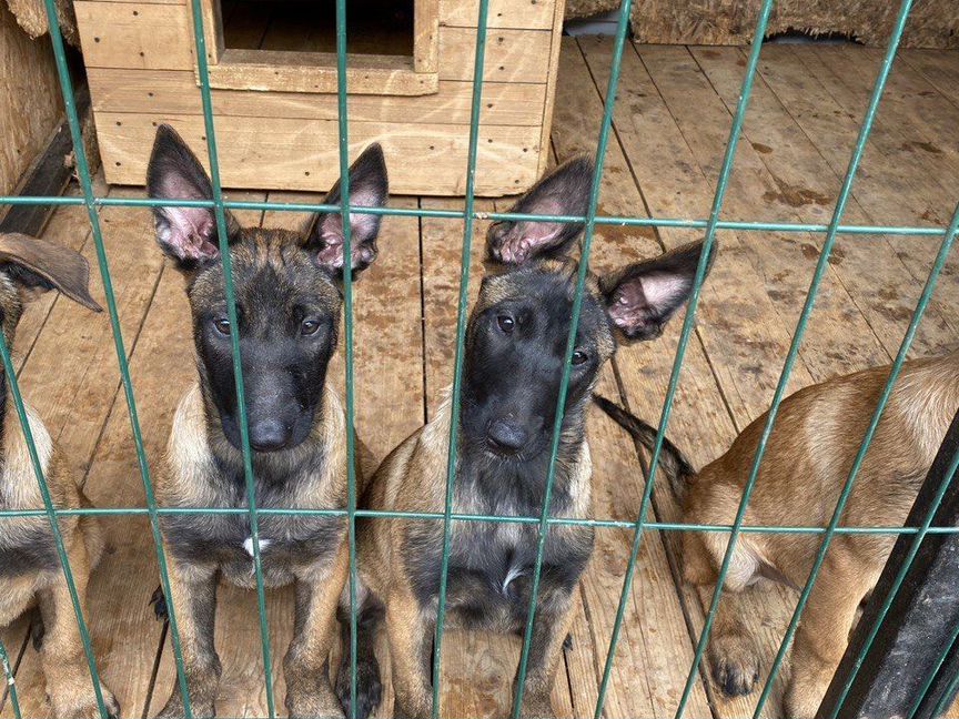 Бельгийская овчарка малинуа щенок