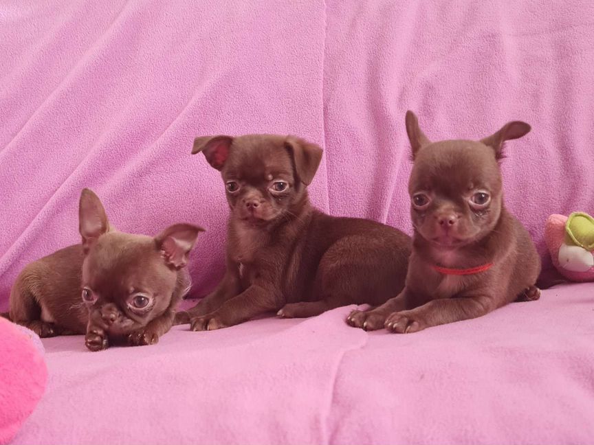 Шоколадные девочки стандарт