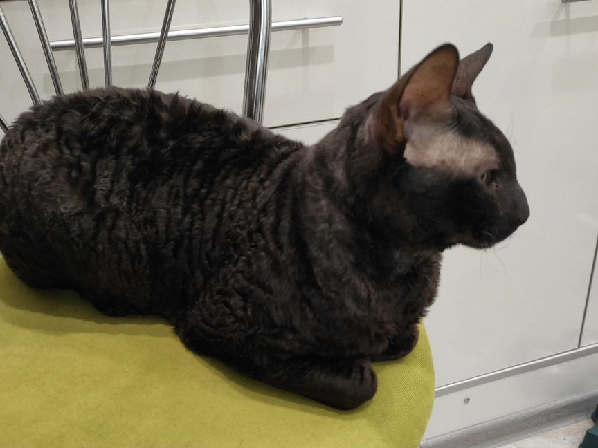 Корниш-рекс