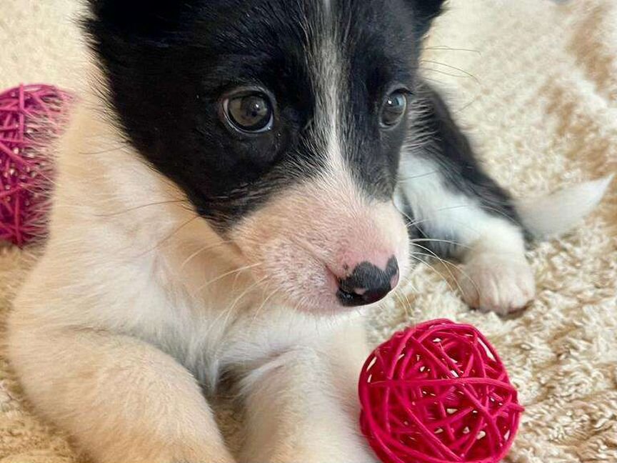 Маленький медвежонок хочет домой