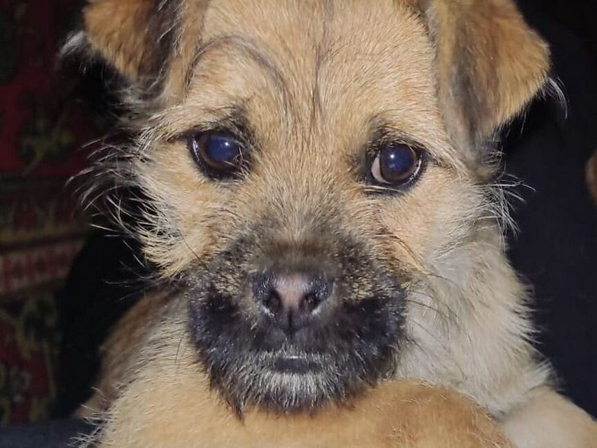 Собака,щенок в добрые руки