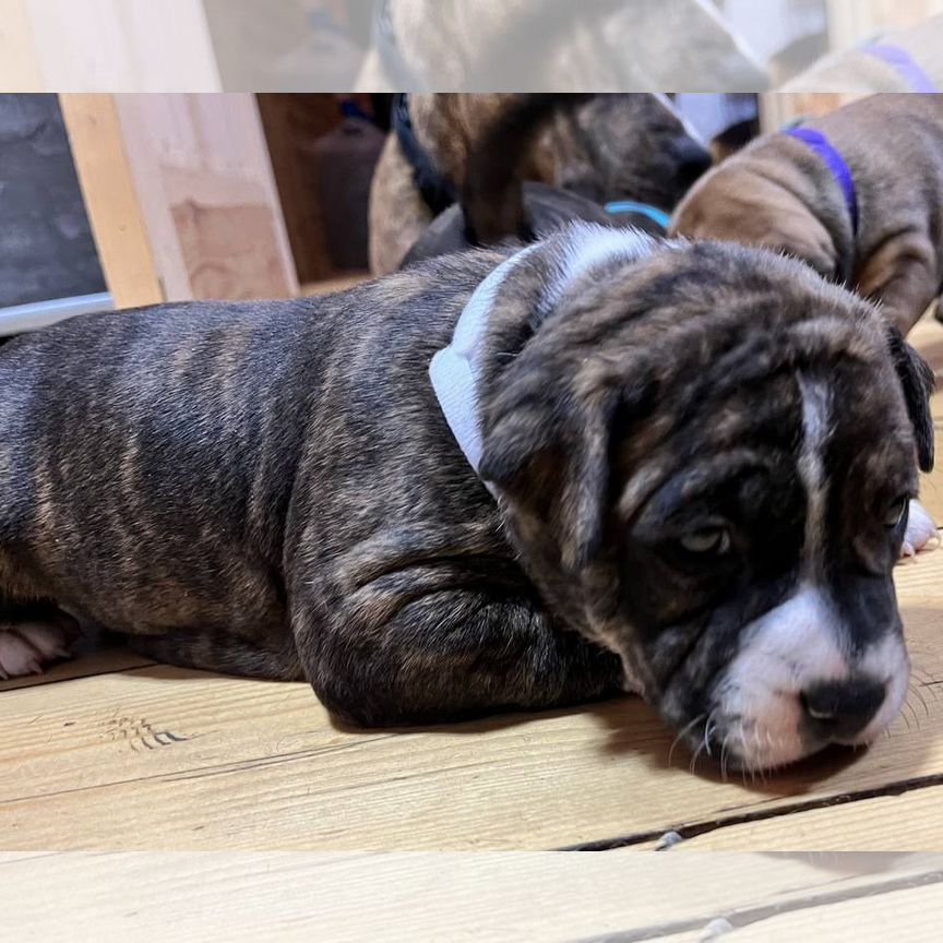 Американский стаффордширский терьер, щенок