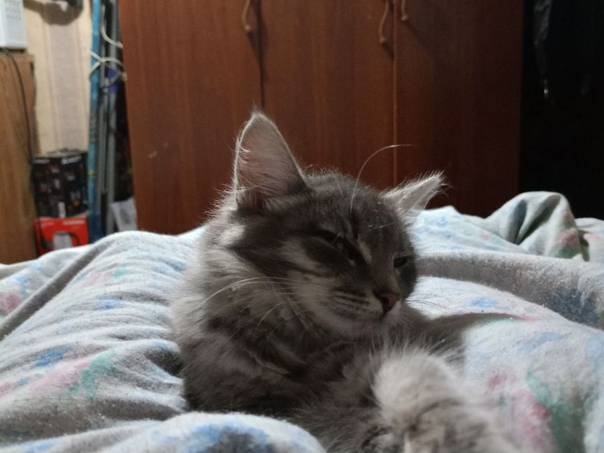 Сибирская кошка