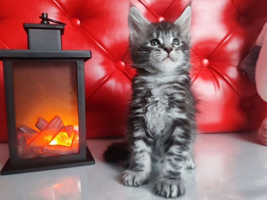 Мейкун. Котята. Котик
