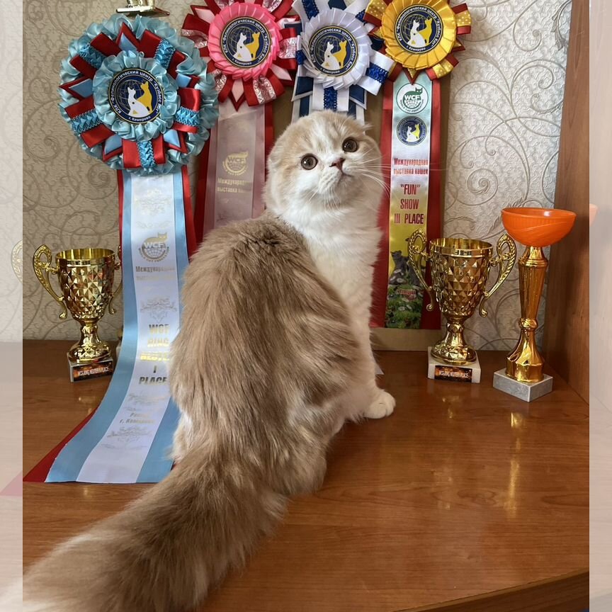 Шотландский вислоухий котенок