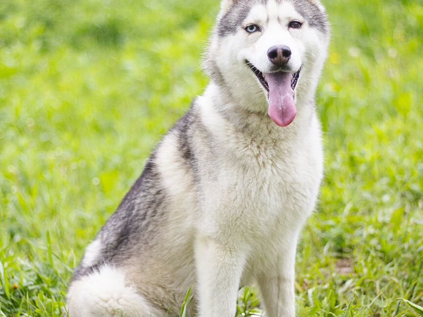 Сибирский хаски в добрые руки