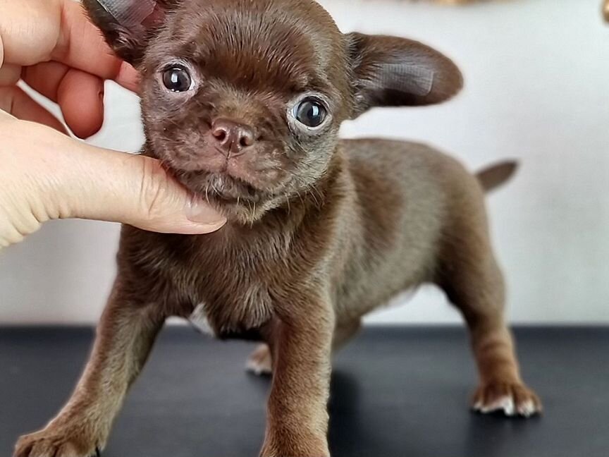 Маленькая Шоколадка