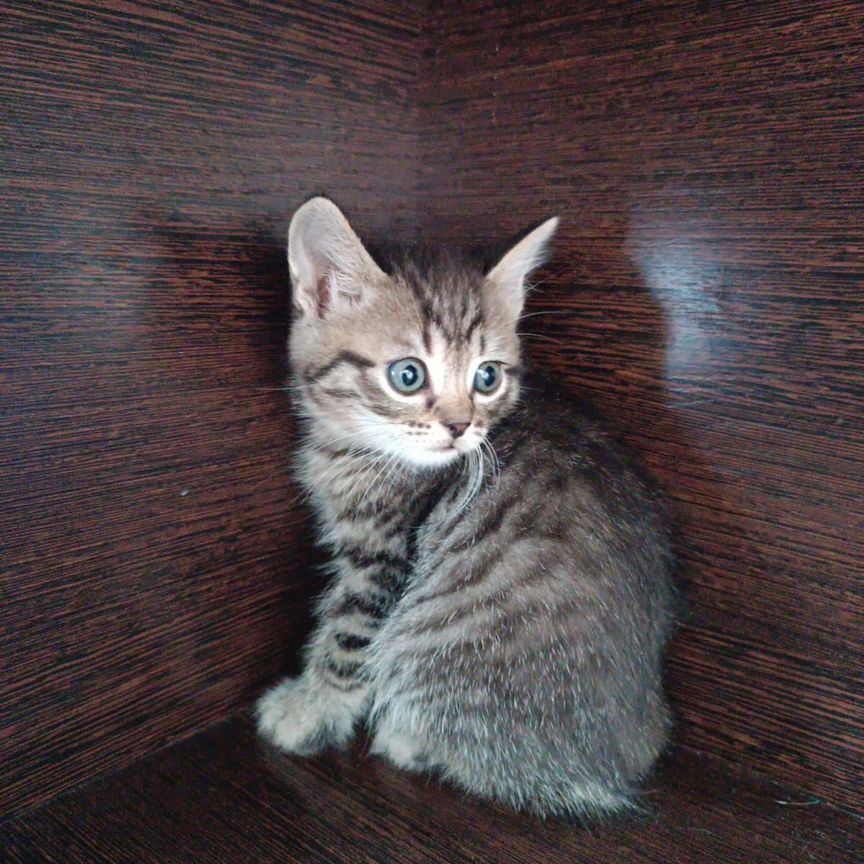 Котята окрас- тебби