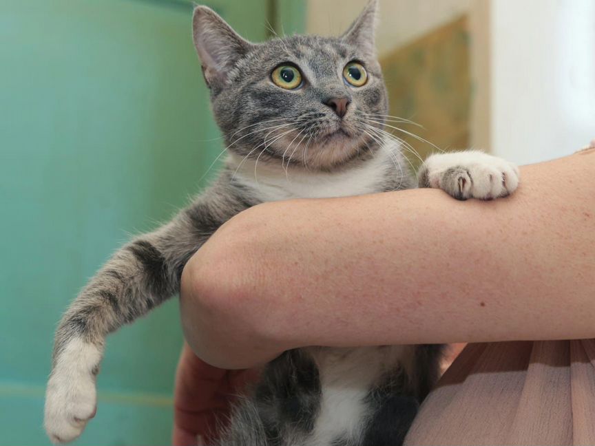 Кошечка с потрясающей мимикой