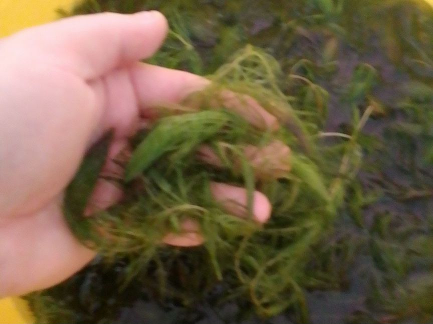 Роголистник в аквариум