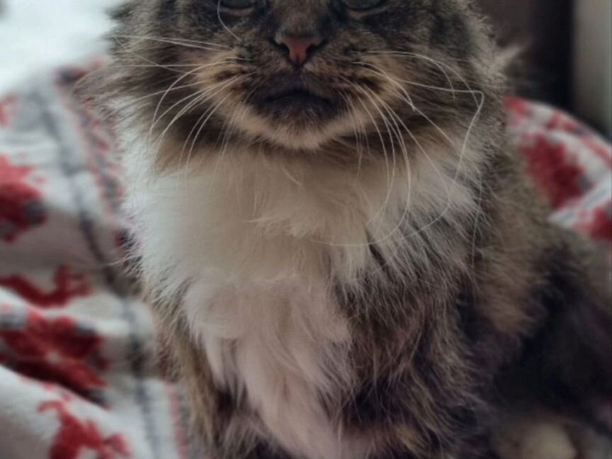 Пушистая кошка Любаша