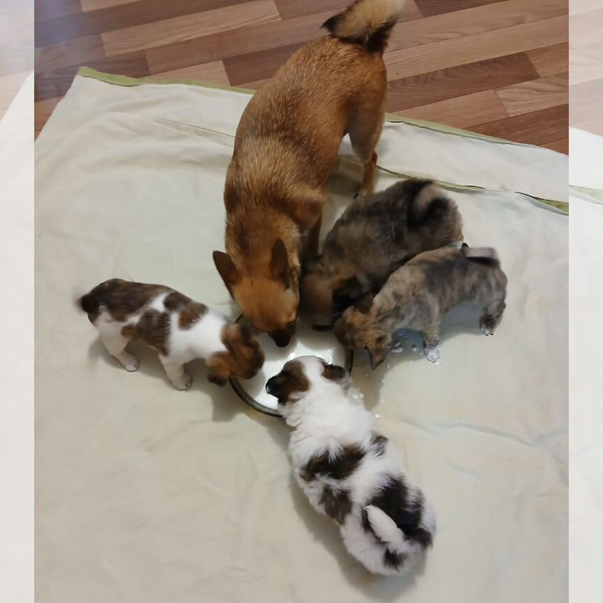 Щенки чихуахуа