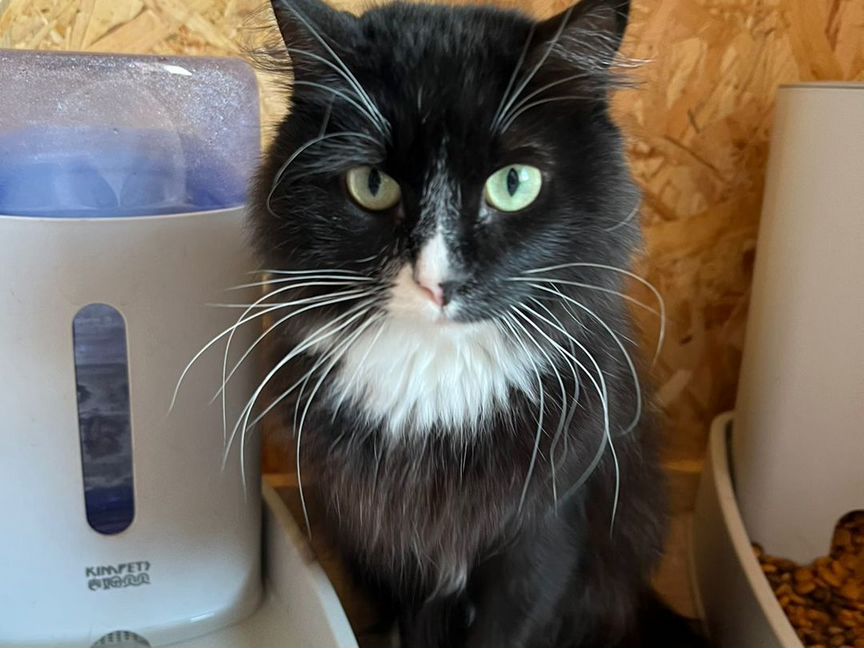 Юная красавица Асти.Приют Некрасовка.Кошечка в дар