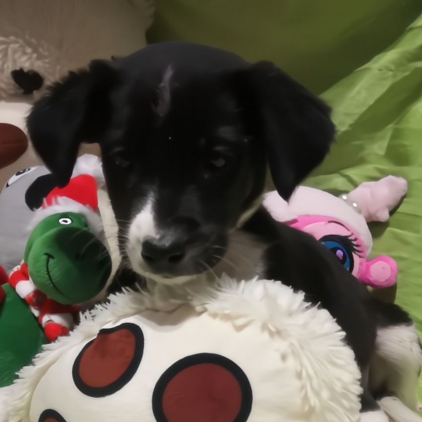 Щенок в добрые руки