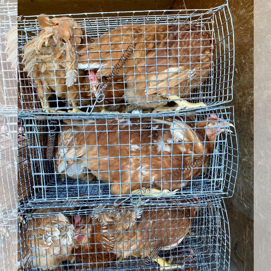 Несушка доставка