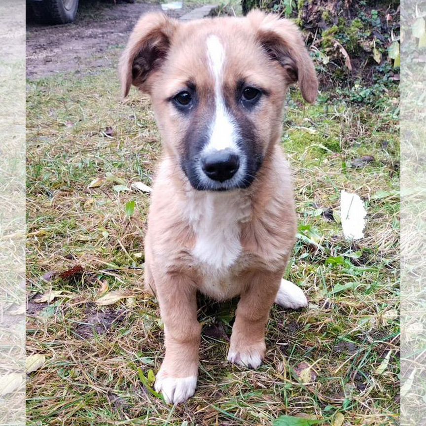 Щенок в добрые руки