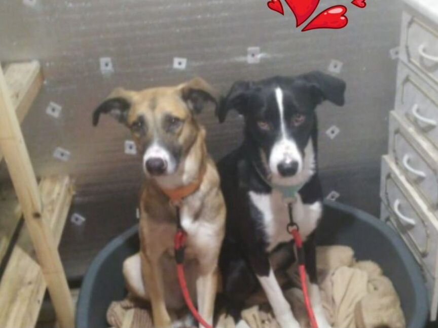 Нужны папа и мама годовалым девочкам- собачкам