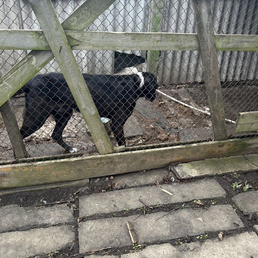 Отдаю собаку в добрые руки