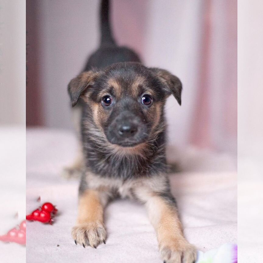 Щенок в добрые руки