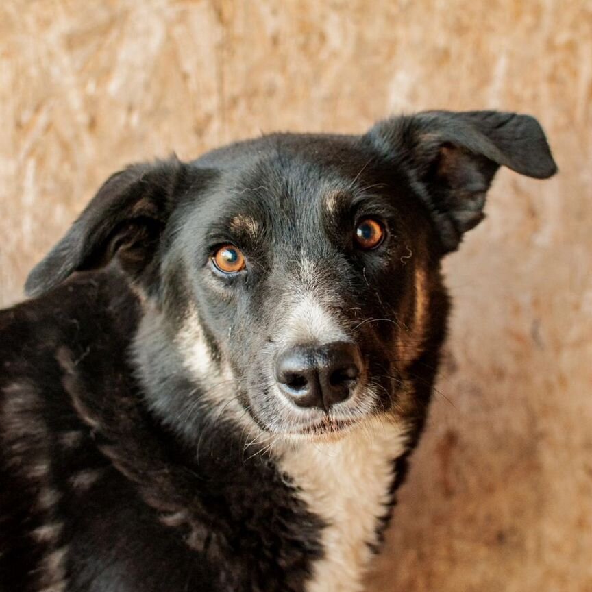 Джек в хорошие руки