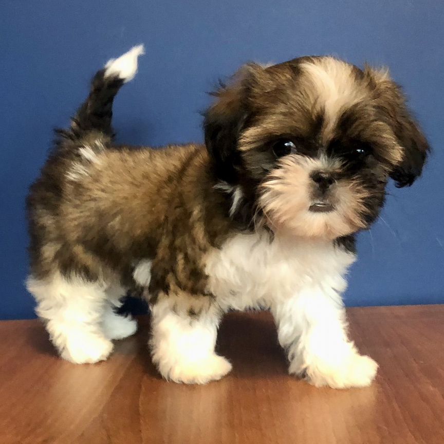 Ши-тцу щенки РКФ