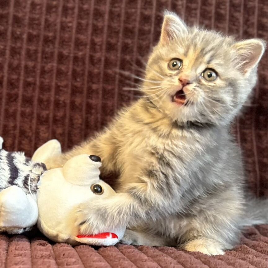 Шотландский прямоухий короткошёрстный котёнок