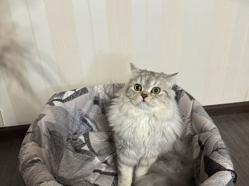 Персидская шиншилла