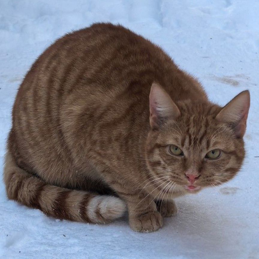 Взрослый кот в добрые руки