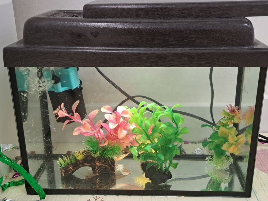 Аквариум рыбы лялиусы