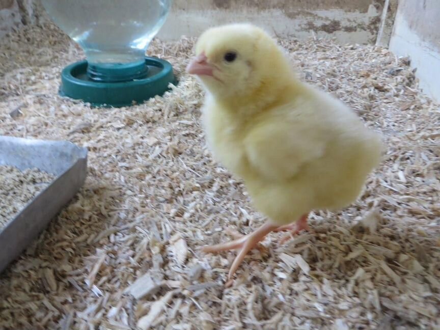 Цыплята бройлеры суточные росс 308