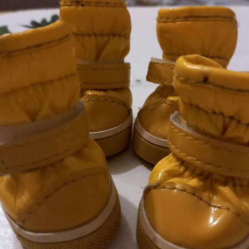 Сапожки для чихуахуа