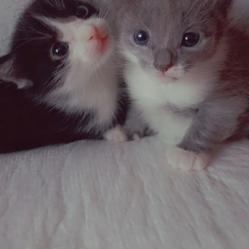 Отдам котят в добрые руки