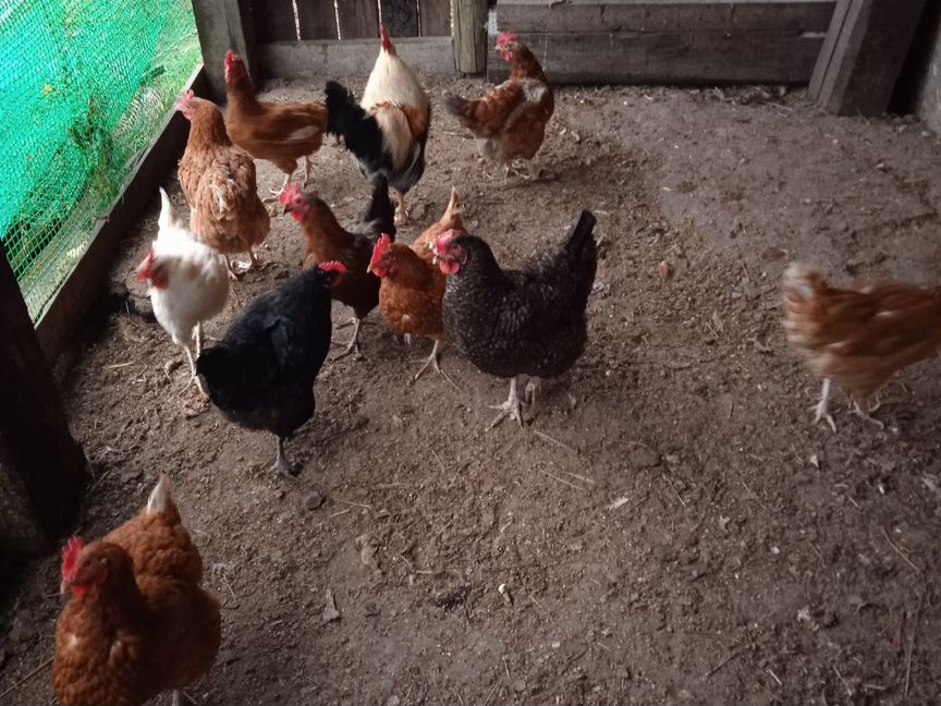 Куры + петух, взрослые