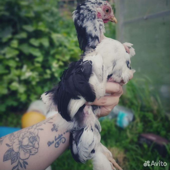 Карликовый микс кохи и бентамки