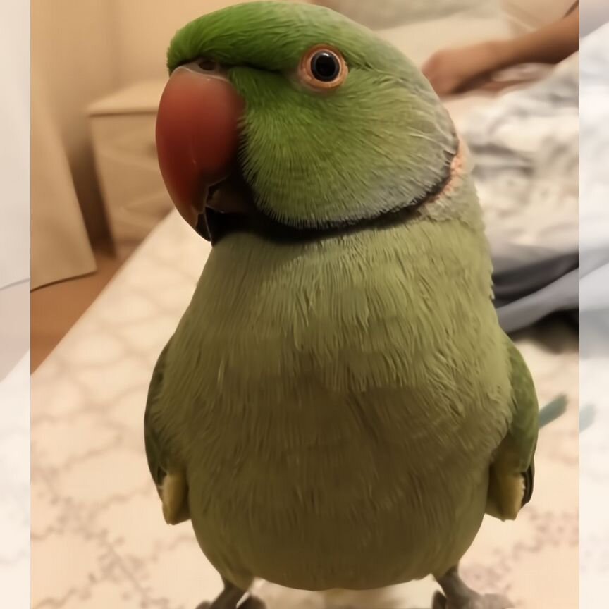 Попугай вместе с клеткой