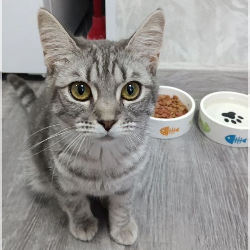 Европейский короткошёрстный котёнок