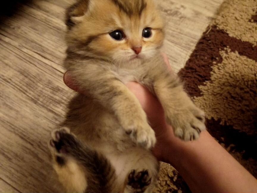 Шотландские котятки