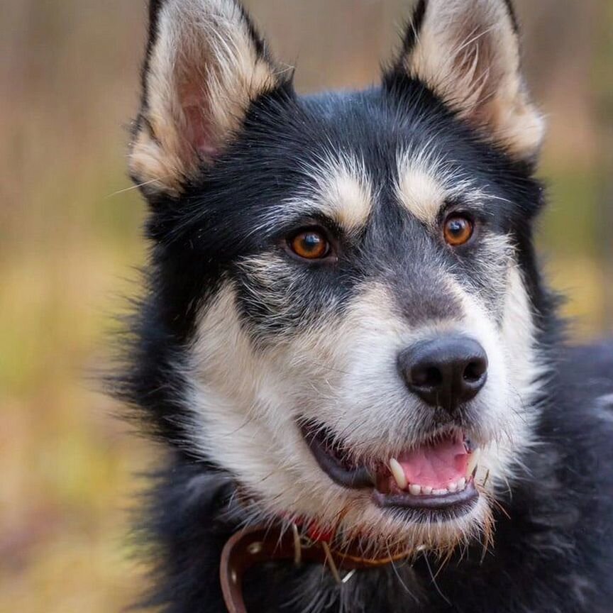 Хаски отдам в добрые руки