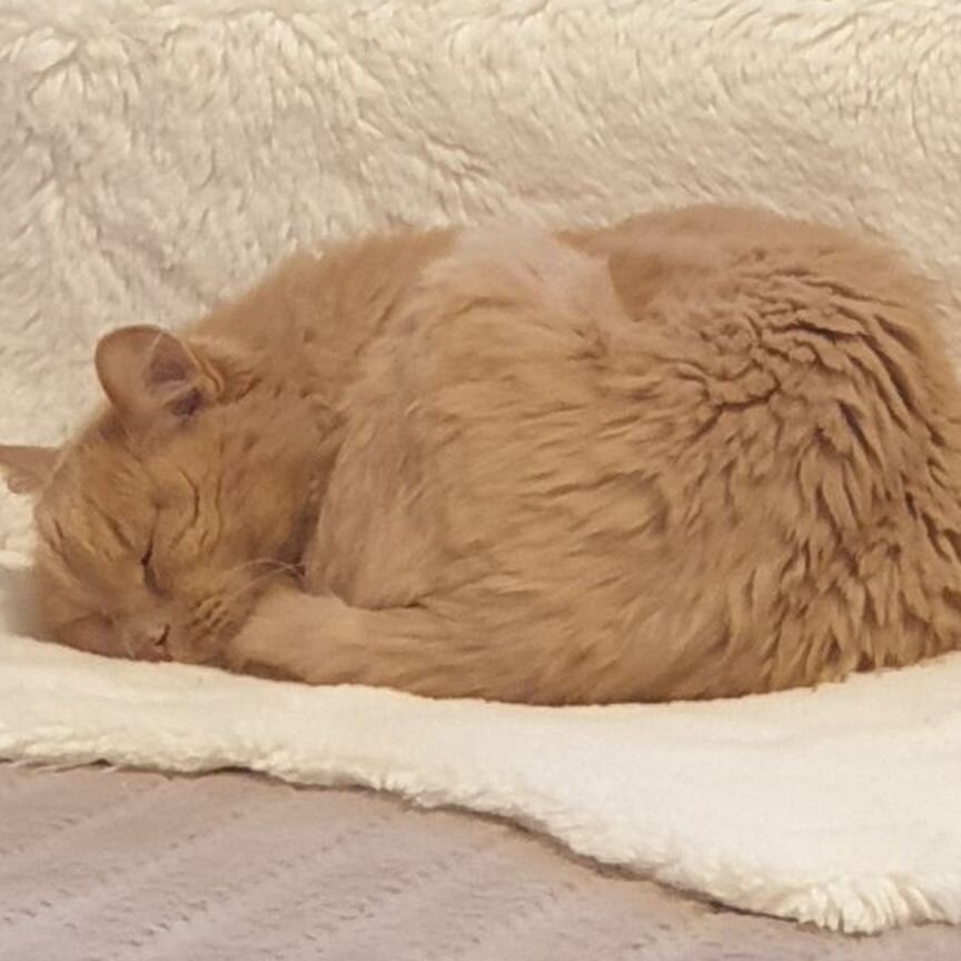 Взрослый кот в добрые руки