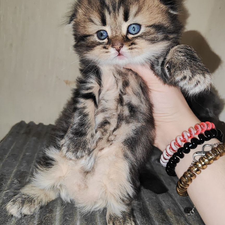 Шотландские вислоухие котята