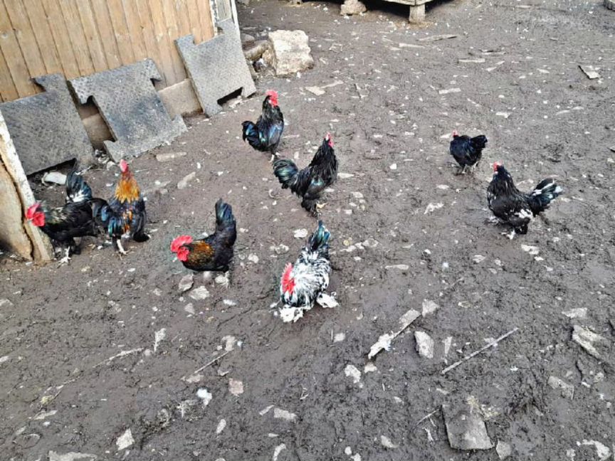 Молодые петухи