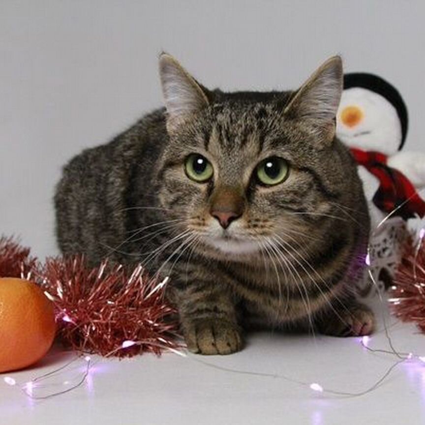 Кошка Эмили без коготочков бесплатн