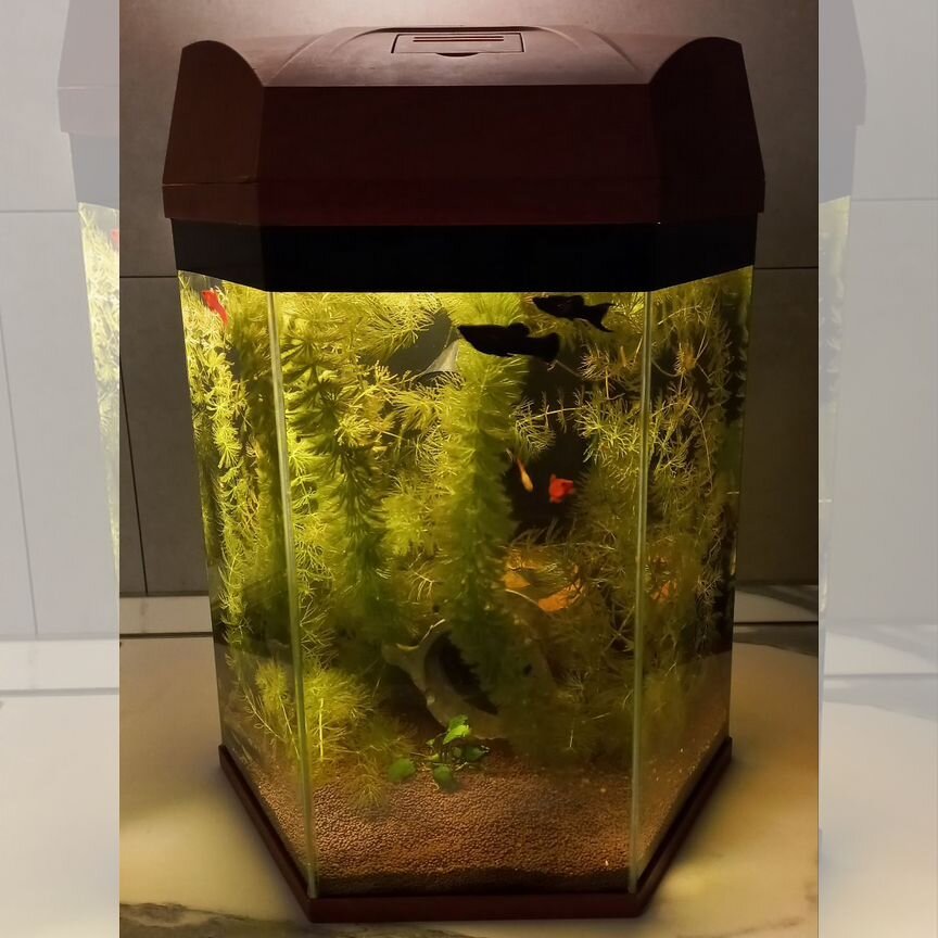 Аквариум с рыбами и оборудованием