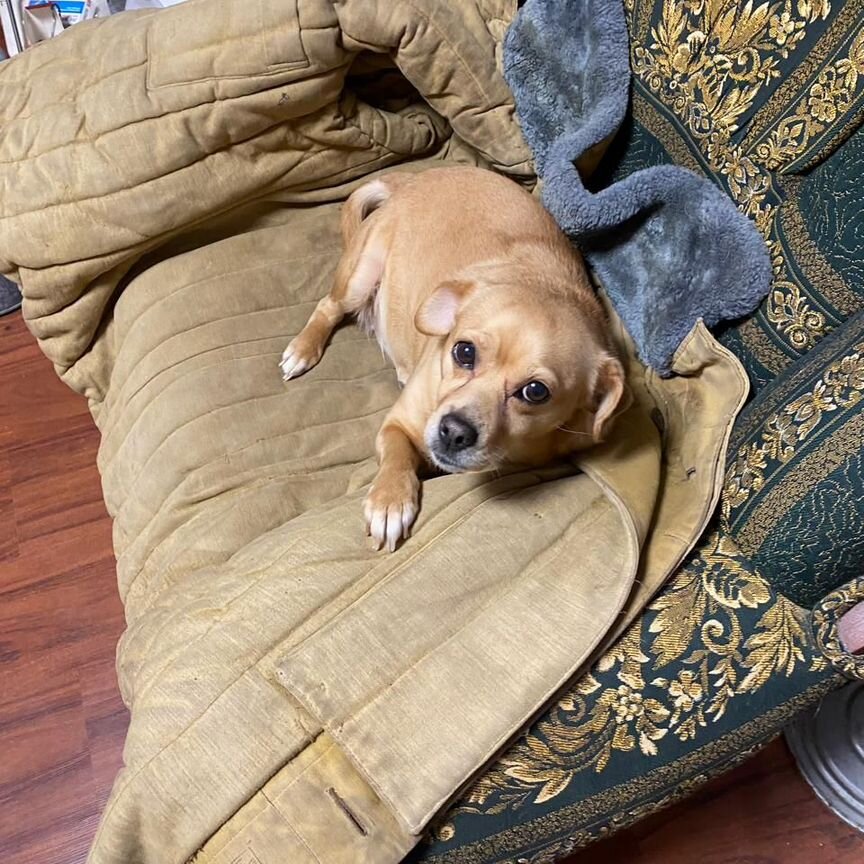 Отдам бесплатно собаку маленькую