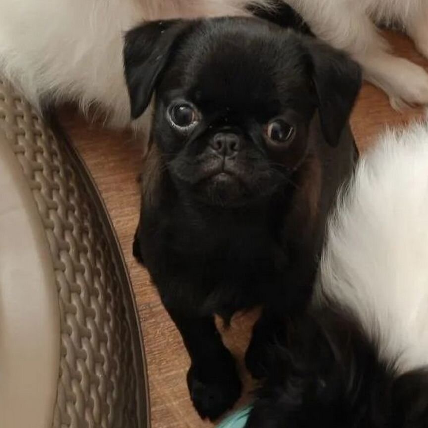 Пти-брабансон, щенок