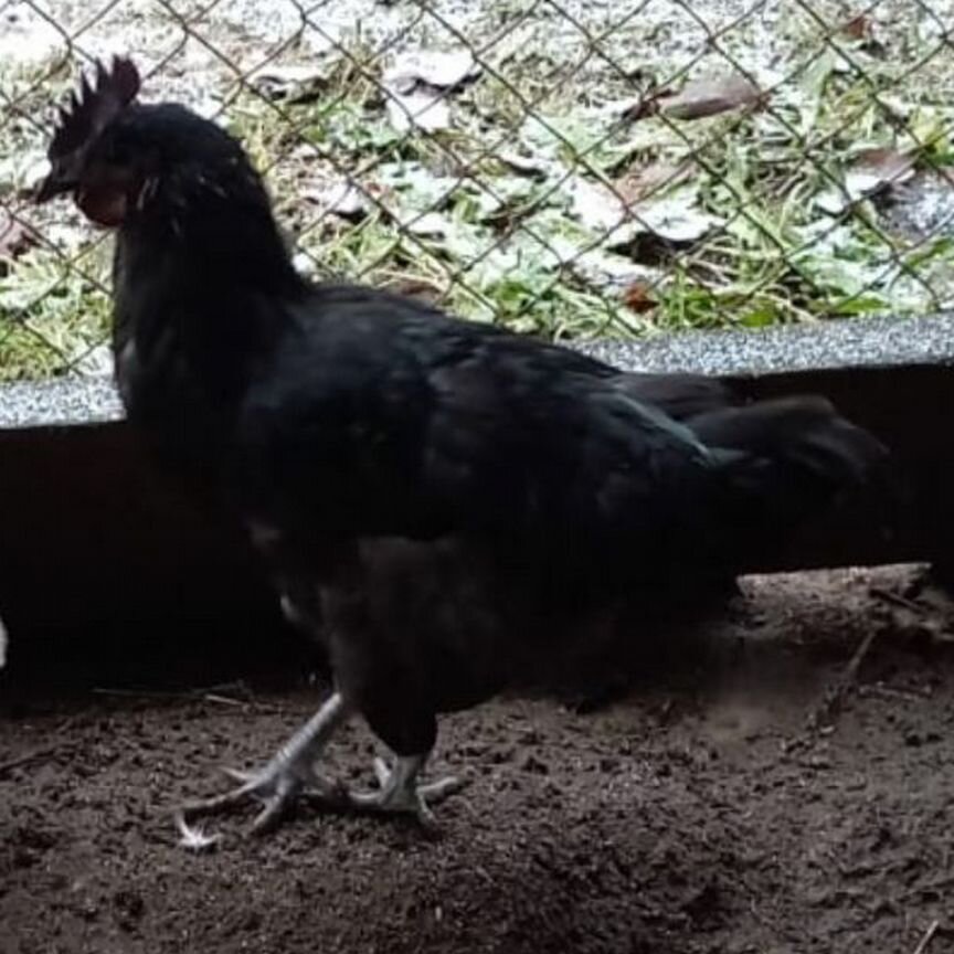 Петух ухейилюй