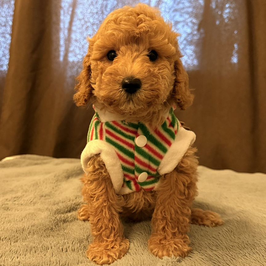 Карликовый пудель, щенок