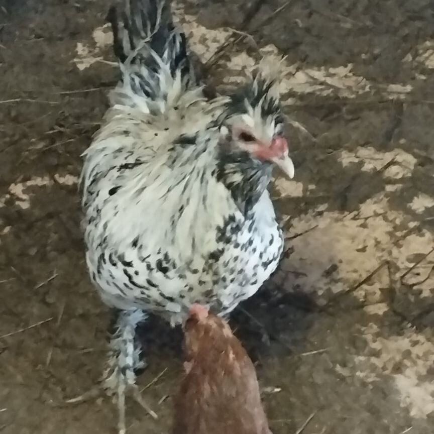 Молодые петухи