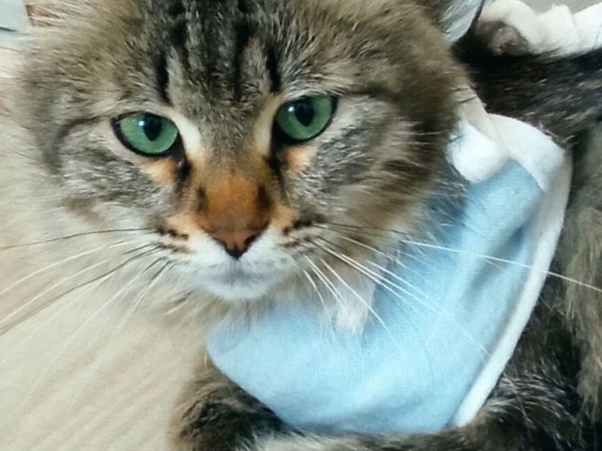 Красавица зеленоглазая