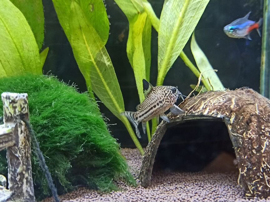 Аквариумные рыбки